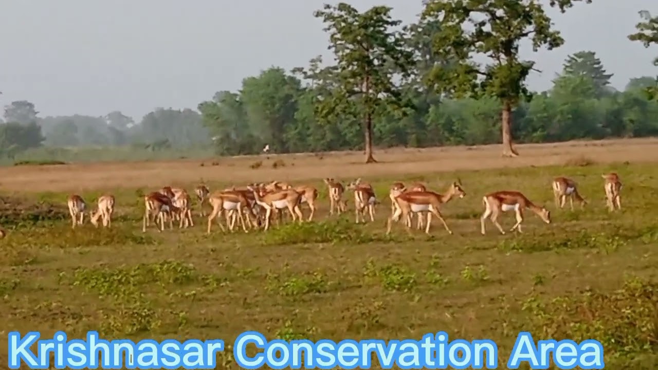 krishnasar conservation Area Bardiya Nepal # Bizarre Nep Natural vlog - YouTube