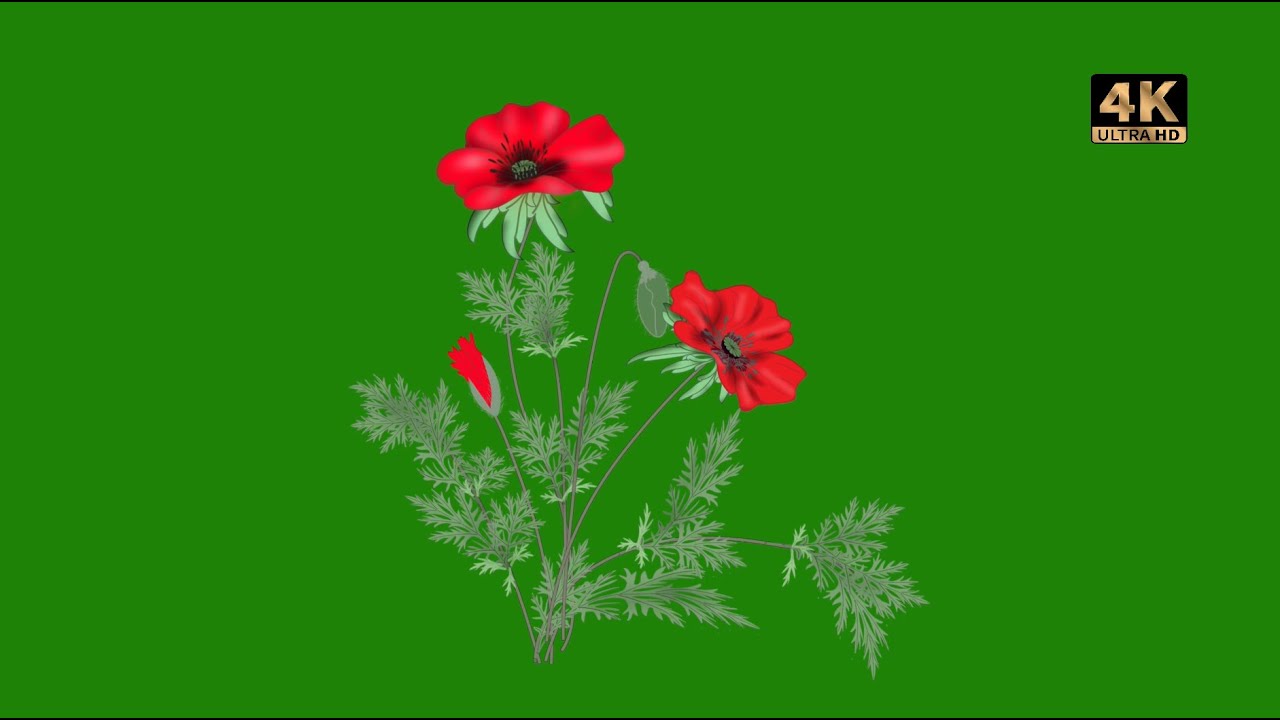 flower green screen video - YouTube