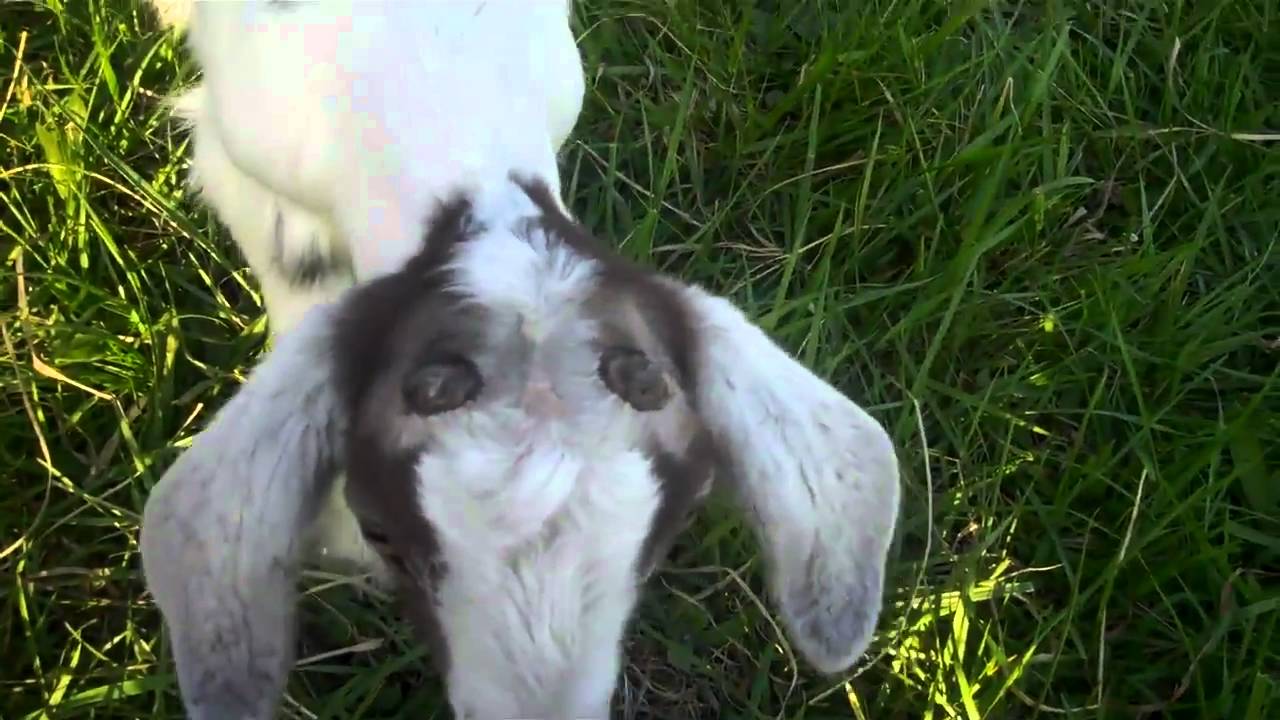 Two minutes in the life of the goats from Bangs, Ohio. - YouTube