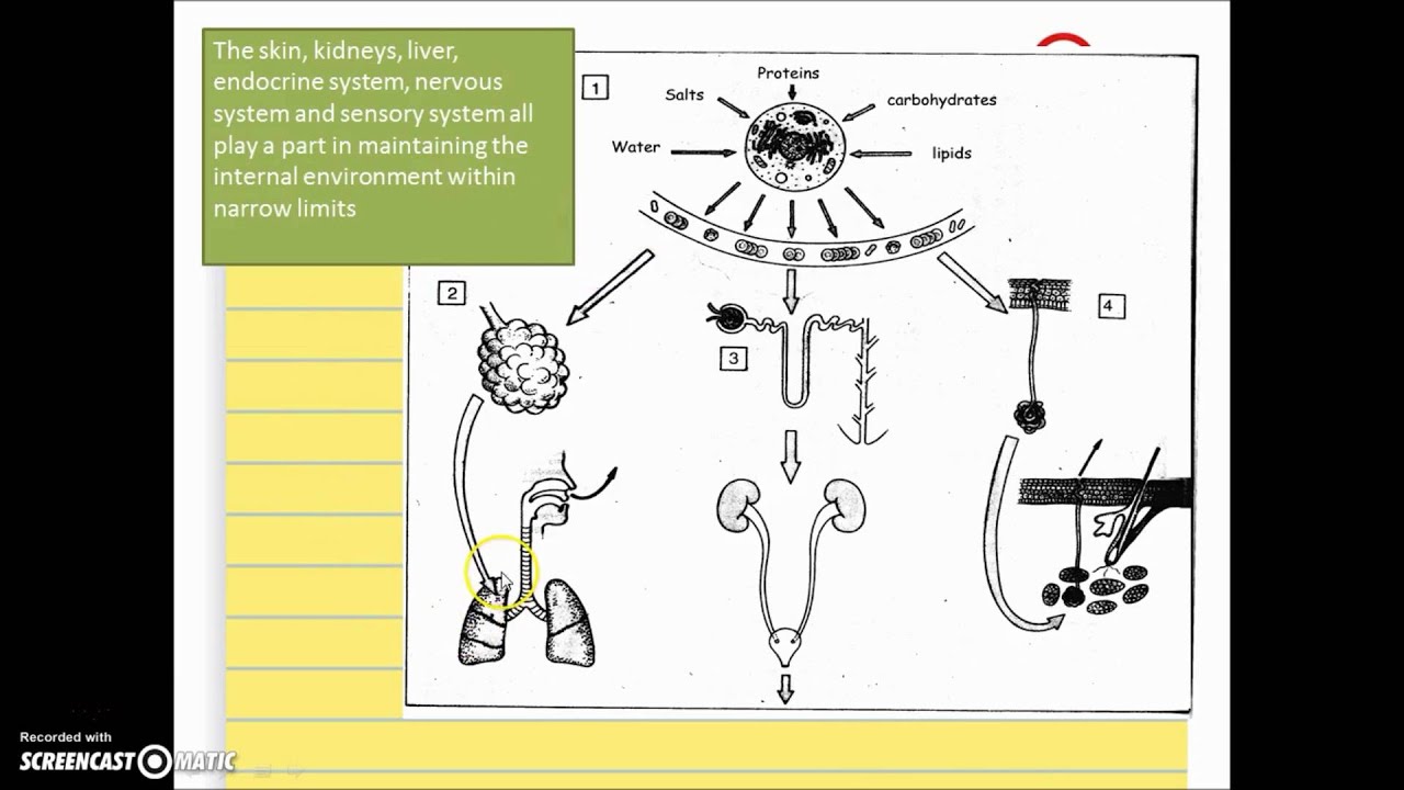 Excretory HOMEOSTASIS andrebiologics 4 - YouTube
