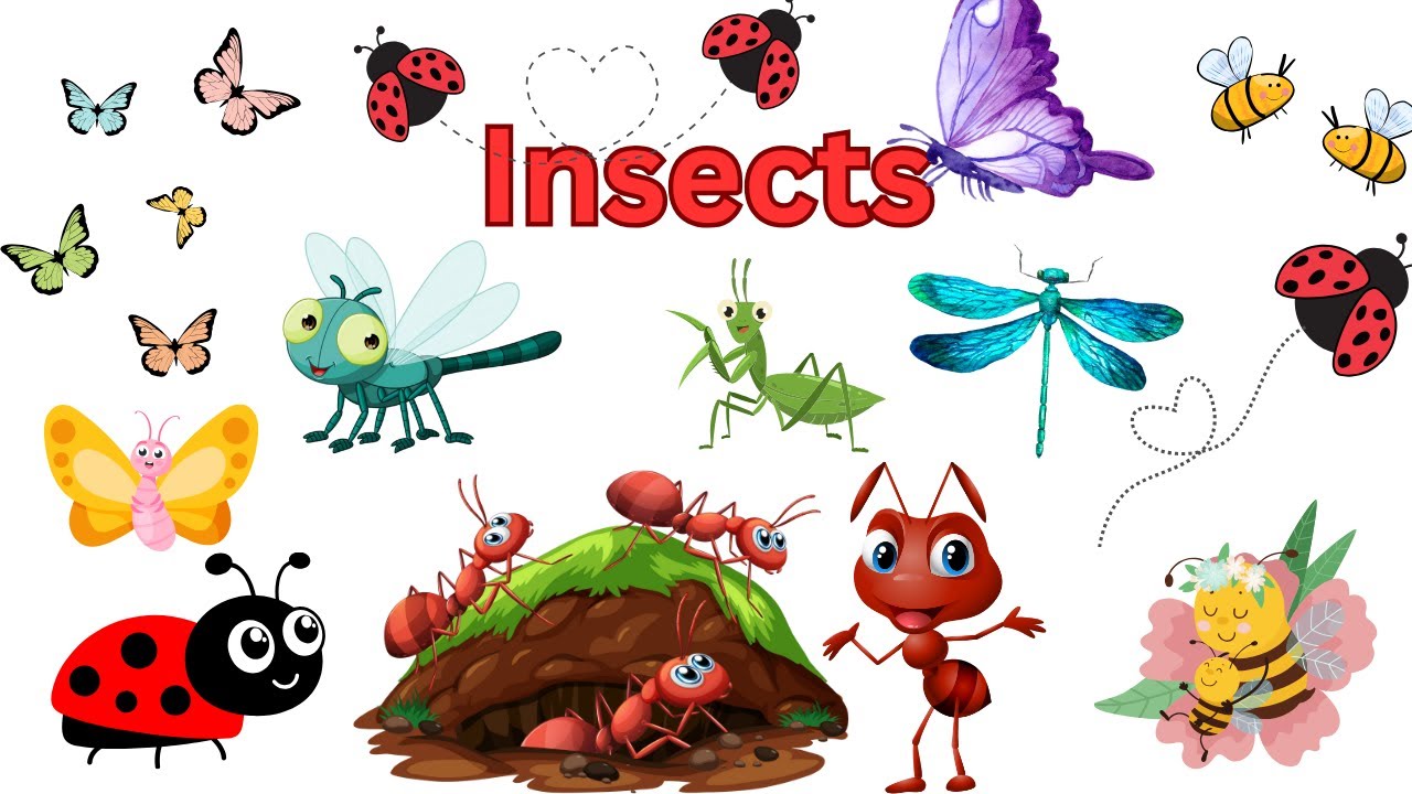 Insects for kids| Inscets name with pictures| Inscet names in english ...