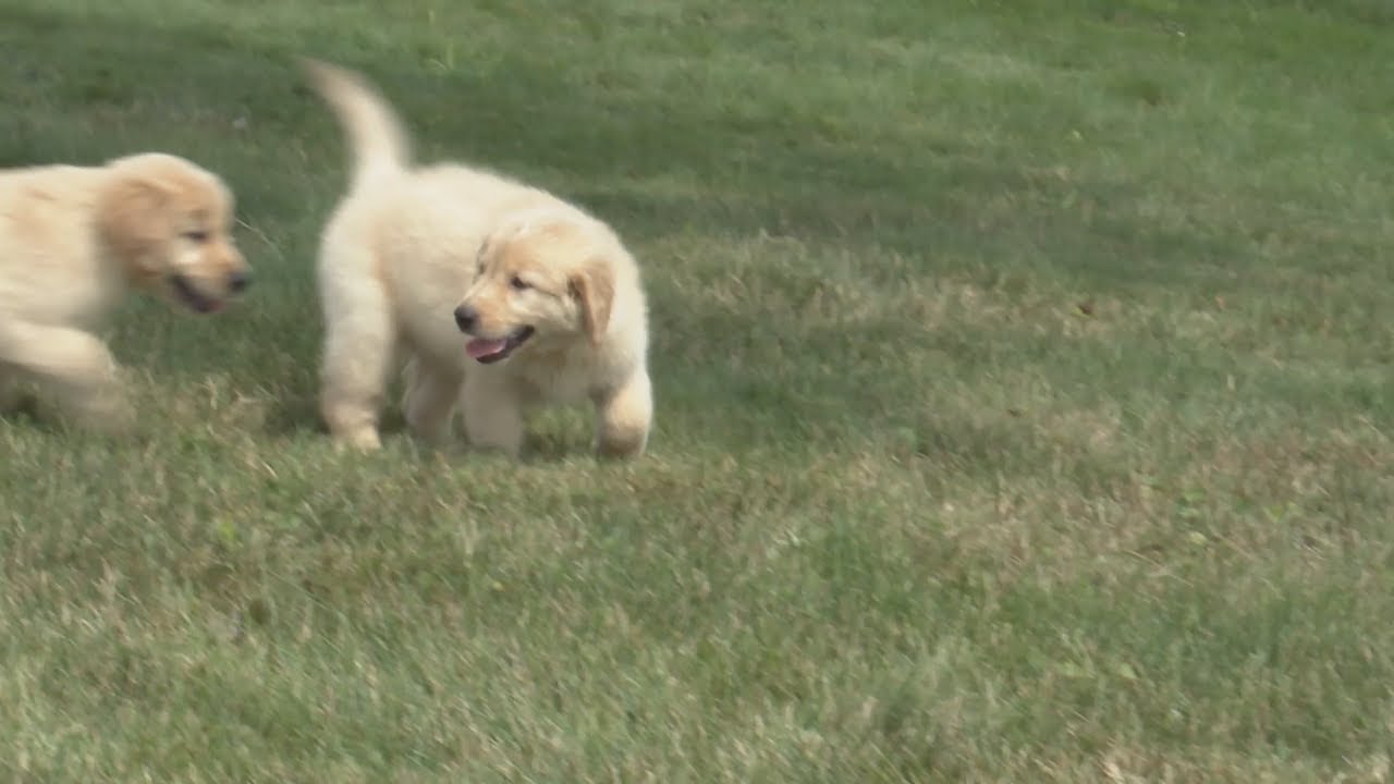 Ruby Yoder's Golden Retriever Puppies (A Litter) - YouTube