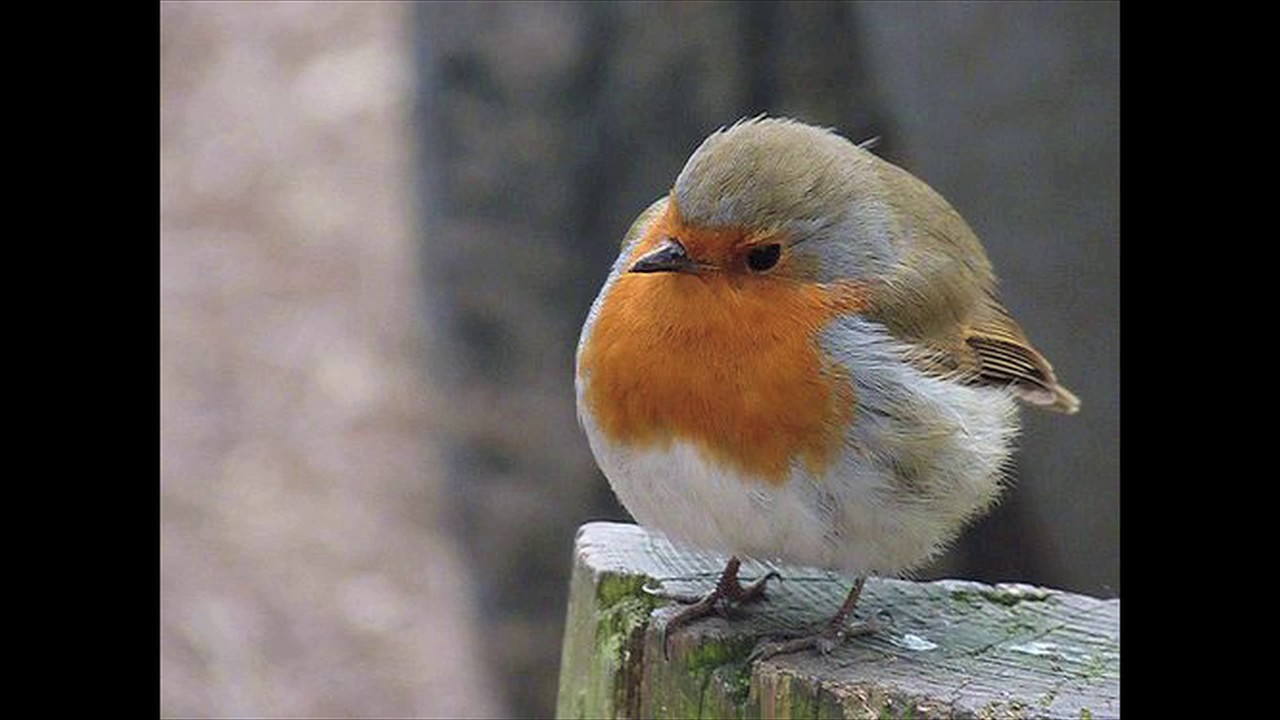 Chunky Bird Montage - YouTube