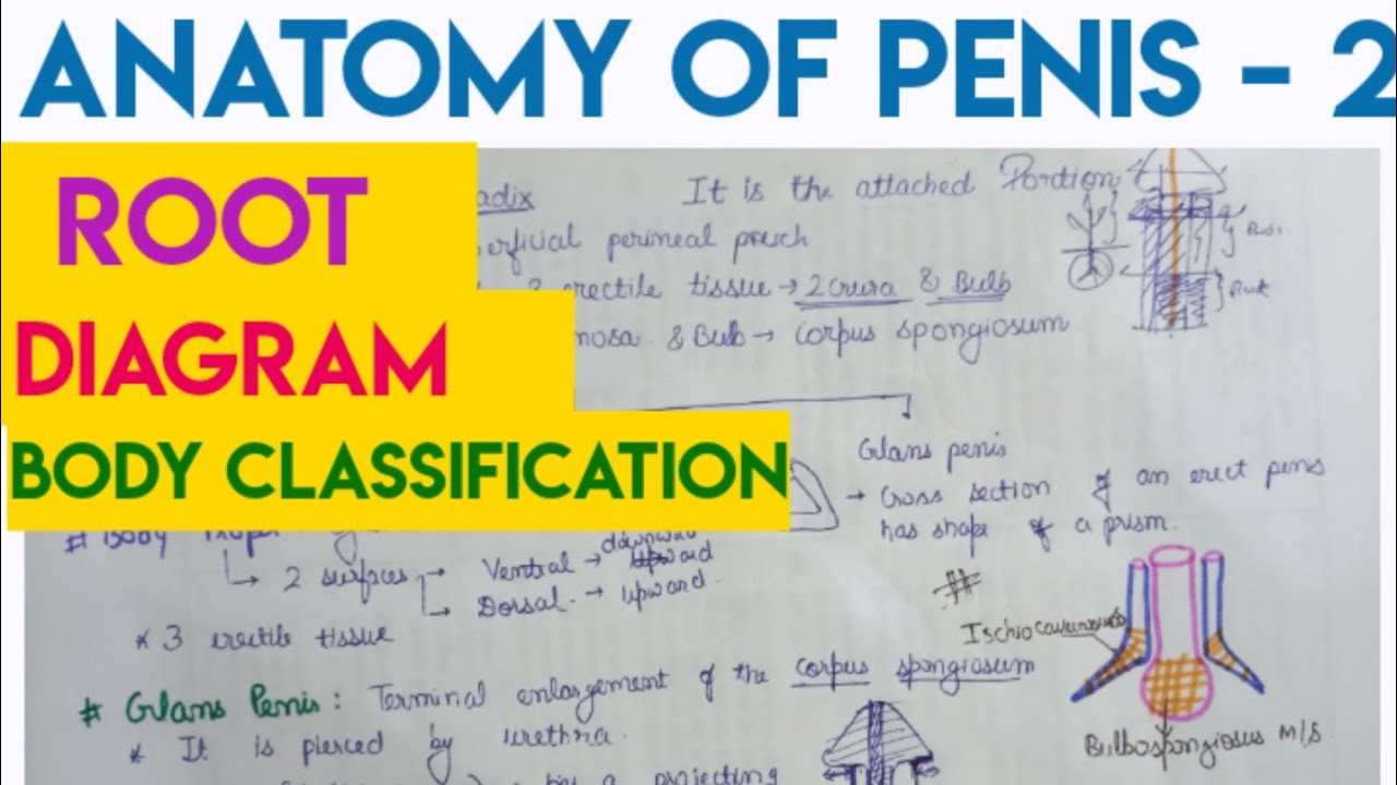 Anatomy of penis - 2 - YouTube