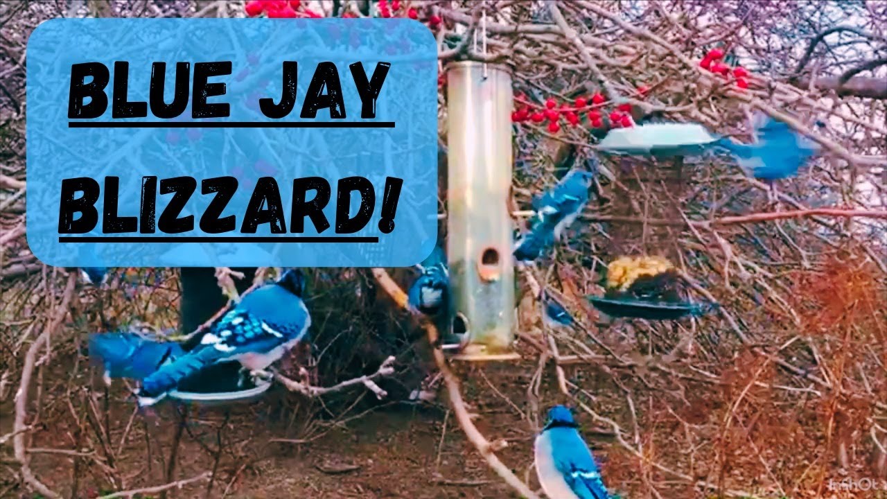 Intense BLUE JAY action and antics from our Bird Feeders - YouTube