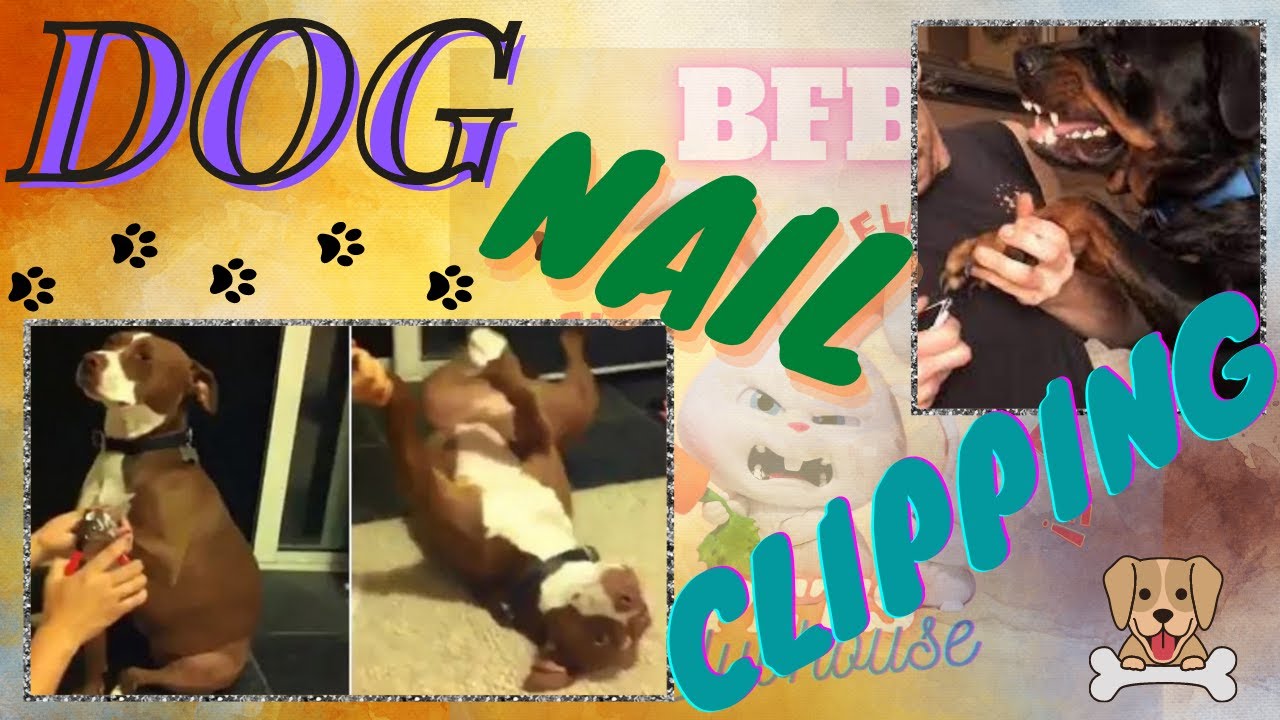 BFB Funny Dogs Nail Clipping - YouTube