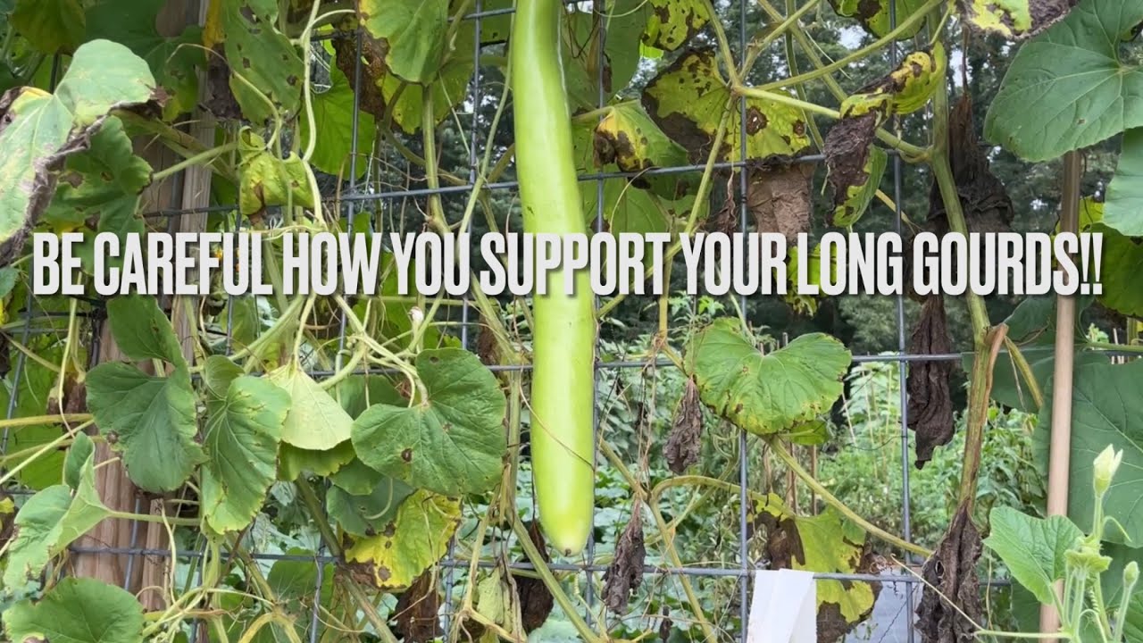 The frustration of giant long gourd growing!! Update on most things ...