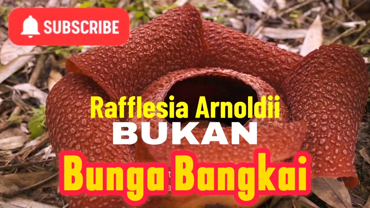 Rafflesia Arnoldii Bukan Bunga Bangkai || Kisah Dua Bunga Raksasa - YouTube