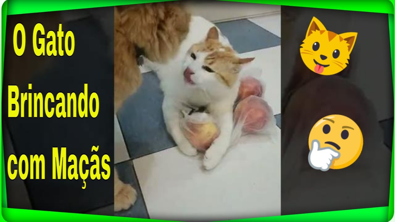 O Gato Brincando com Maçãs #shorts #animaisengraçados - YouTube