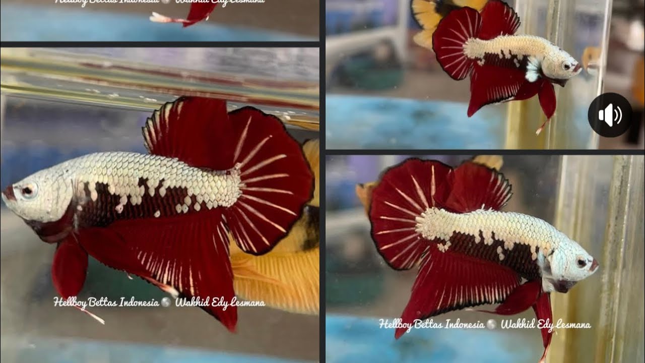 RED SAMURAI BETTAS 🌹 - YouTube