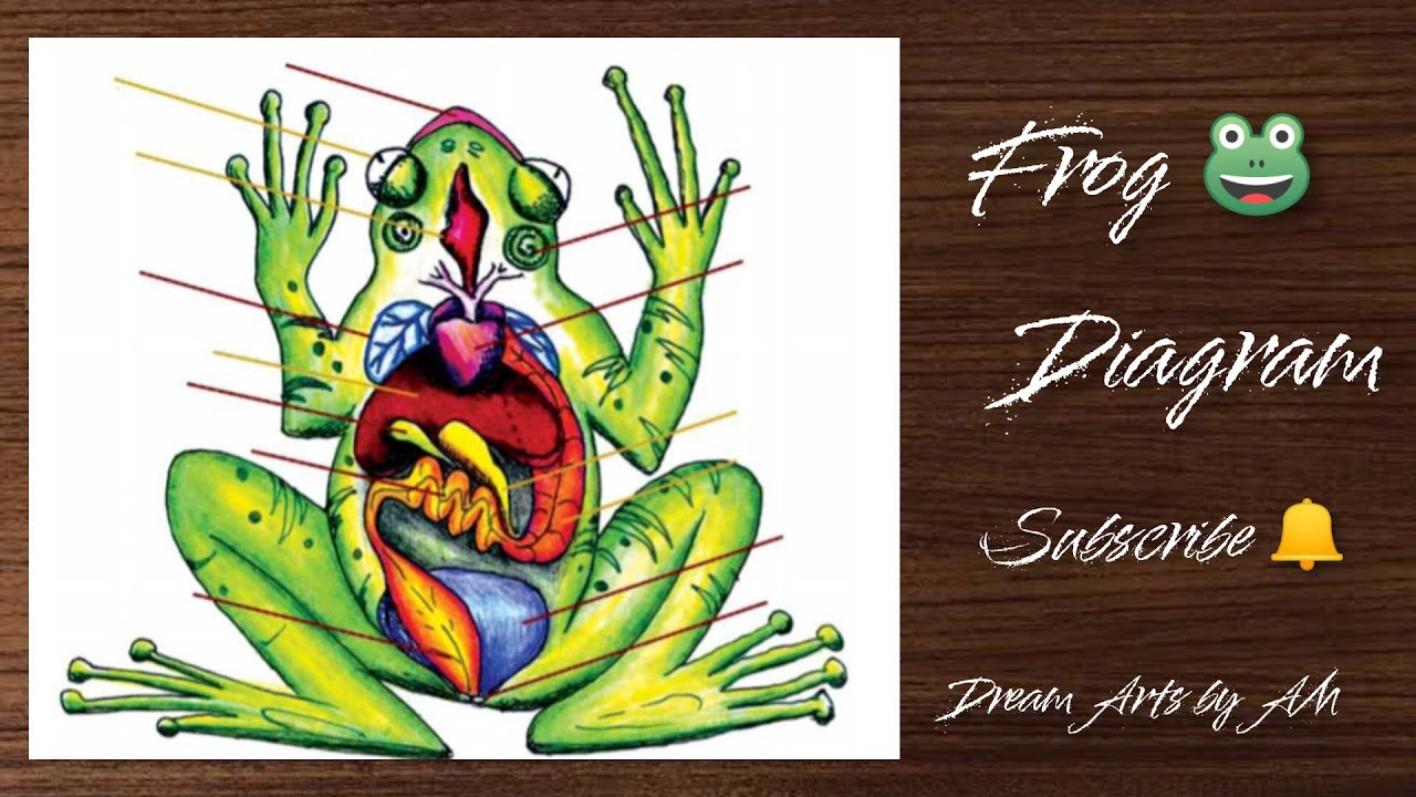 how to draw a frog 🐸diagram| Frogs diagram|#howtodrawafrog - YouTube