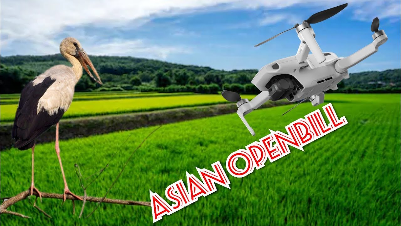 Asian openbill Stork burung upeh in paddy field - YouTube