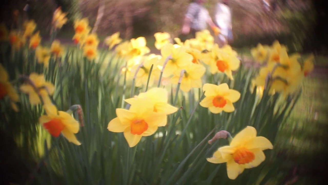 Ross Cine Lens 1" F1.9 - YouTube