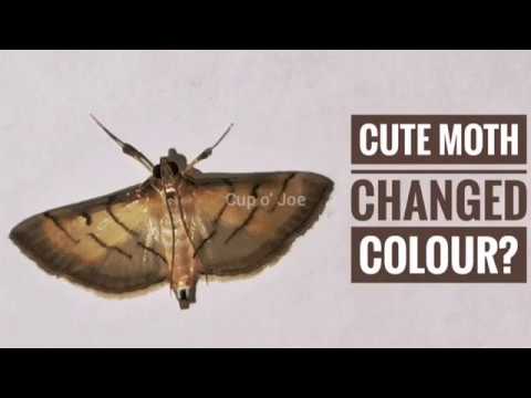 Cute Moth Changed Colour Video - YouTube