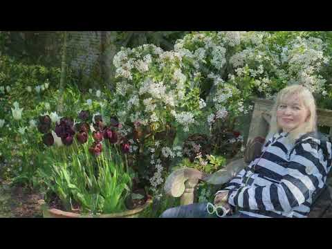 Walmer Castle i jego ogrody -  oficjalna rezydencja Lorda Strażnika Pięciu Portów - UK (23.04.2026).