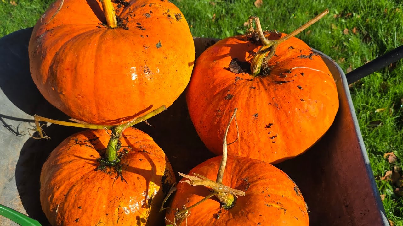 Comment planter des citrouilles de la graine à la récolte" - YouTube