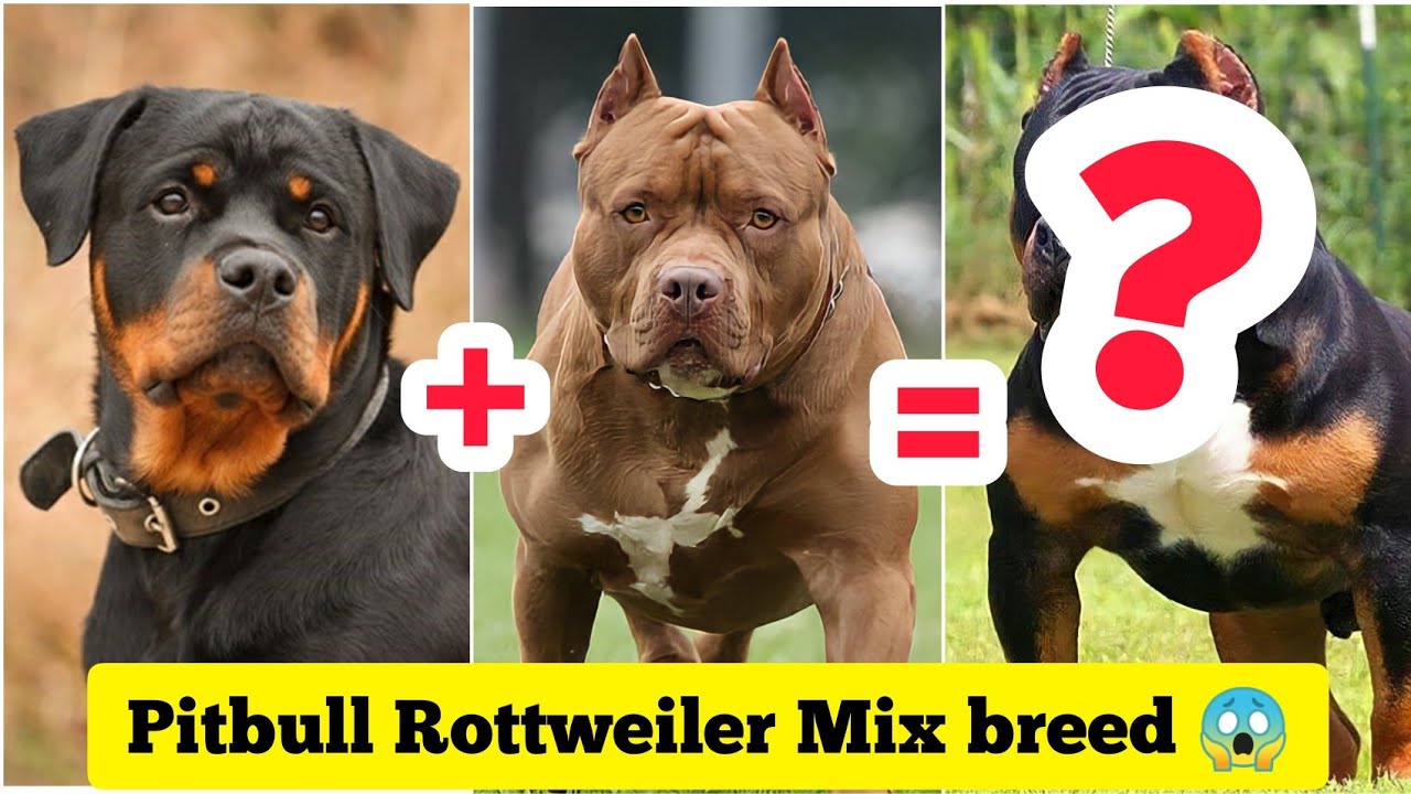 Dog Rottweiler Mix Pitbull