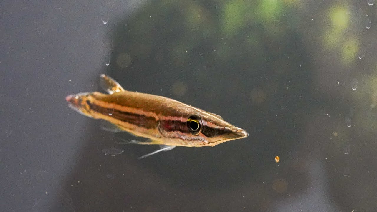 UNIQUE Pike & Lots More FISH TOUR - YouTube