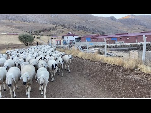 SABAHDAN AKŞAMA KOYUN COBANI OLMAK SON BAHARI DAĞLARDA YAŞAMAK