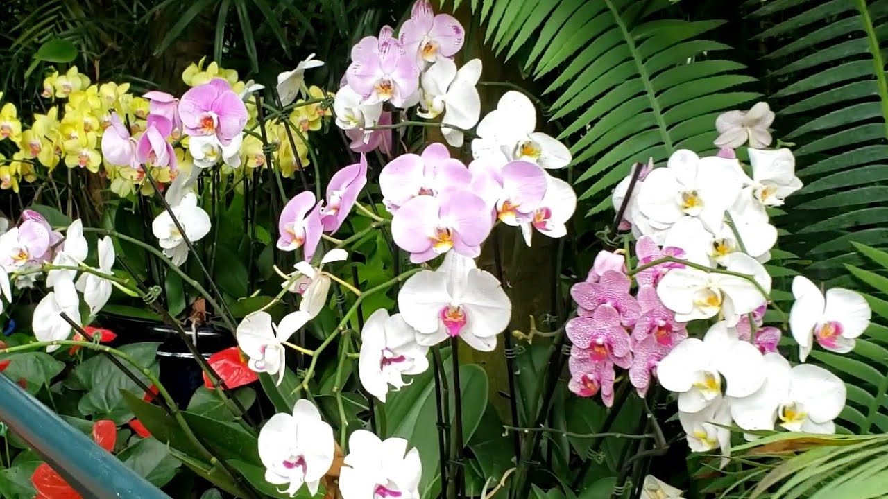 Visit to Disney, looking for orchids!!! July 4, 2021 - YouTube