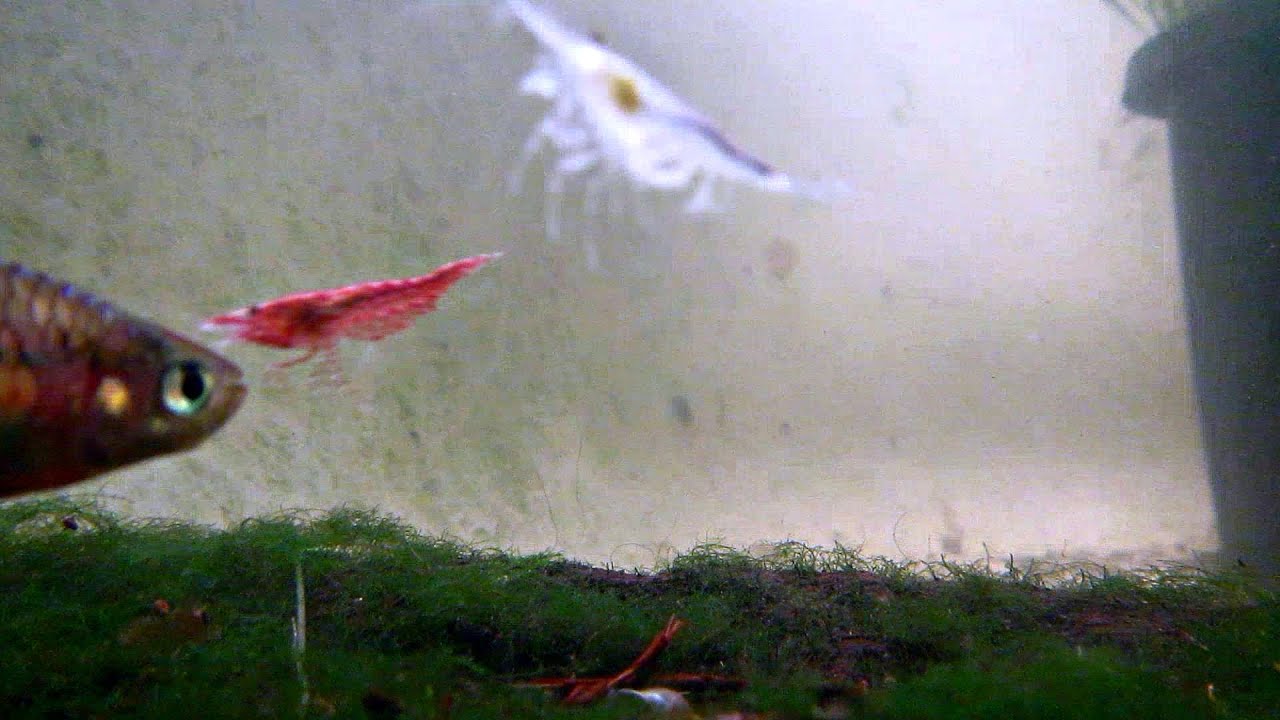 Australian Native Fish eating a Cherry Shrimp - YouTube