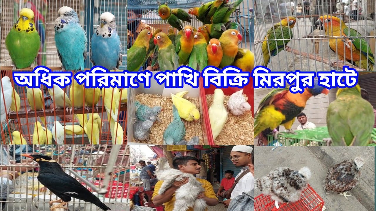 মিরপুর ১ পাখির হাট ২০২৩ কবে কি বারে বসে কোথায় Mirpur 1 pakhir hat 2023 ...