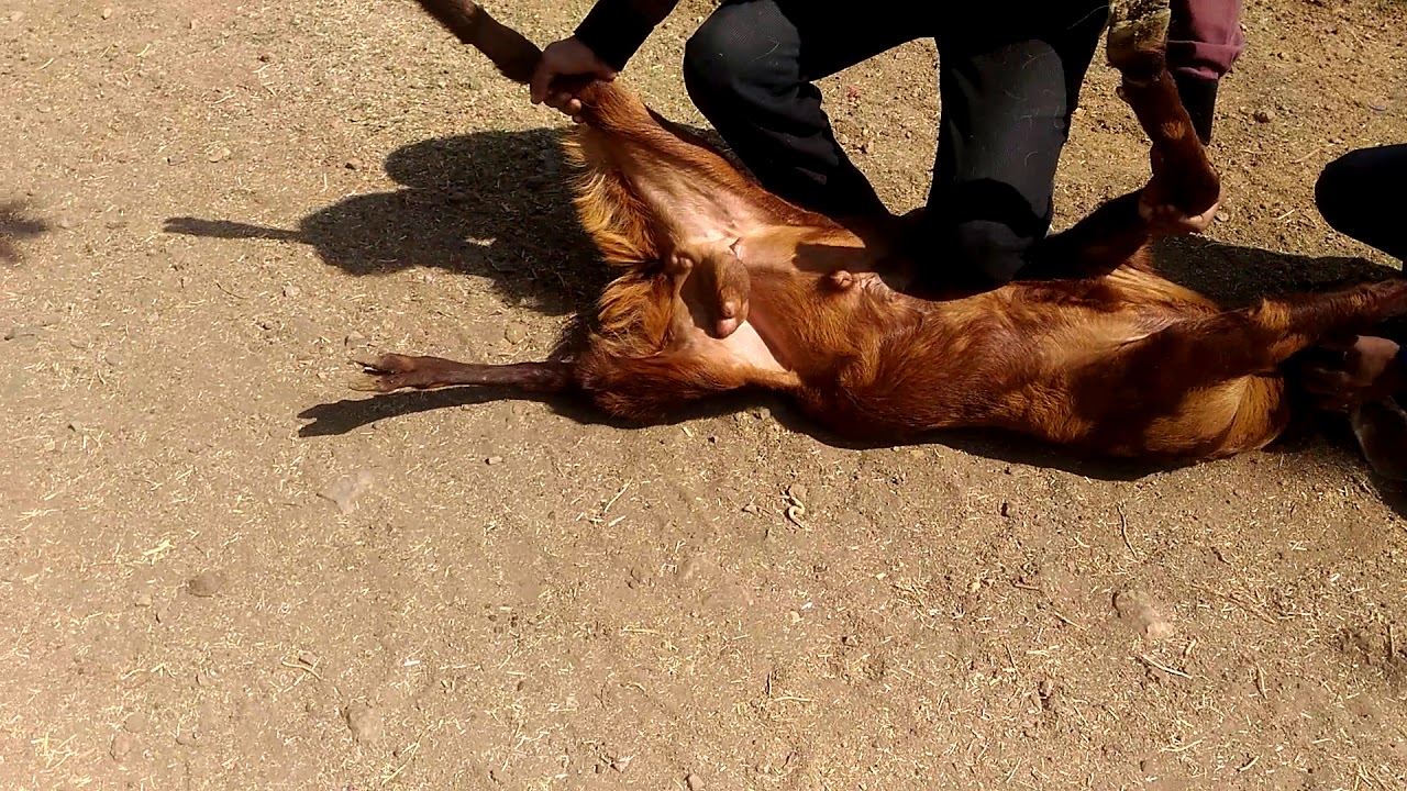Bakshi Goat Farm Indore "Castration Of Buck" - YouTube
