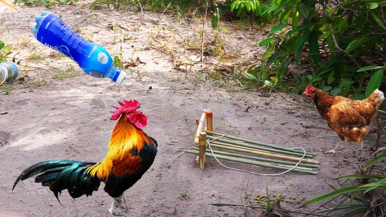 Easy Wild Chicken Trap | Make Chicken Trap with Bottle Drink - YouTube