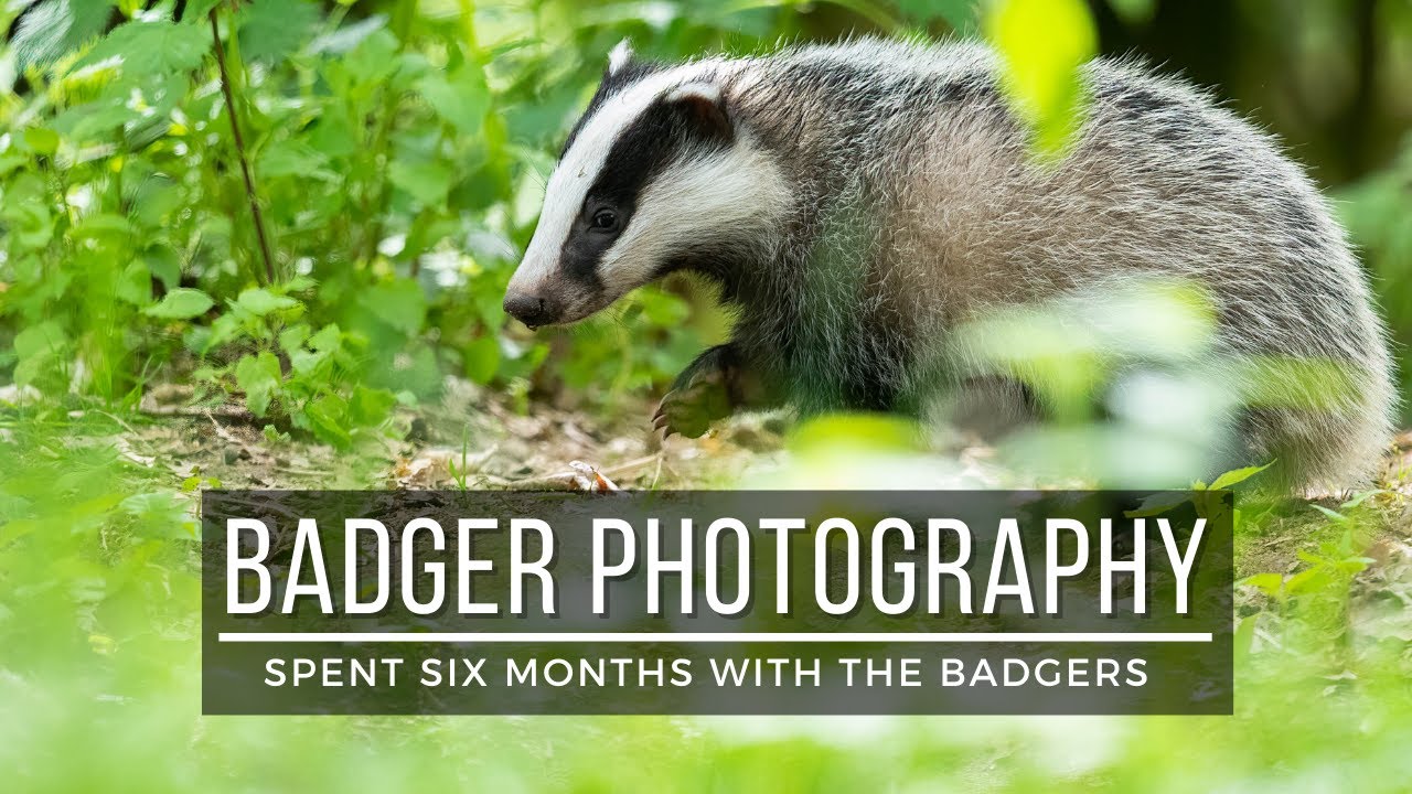 A Badgers story || A wildlife photographers tale - YouTube