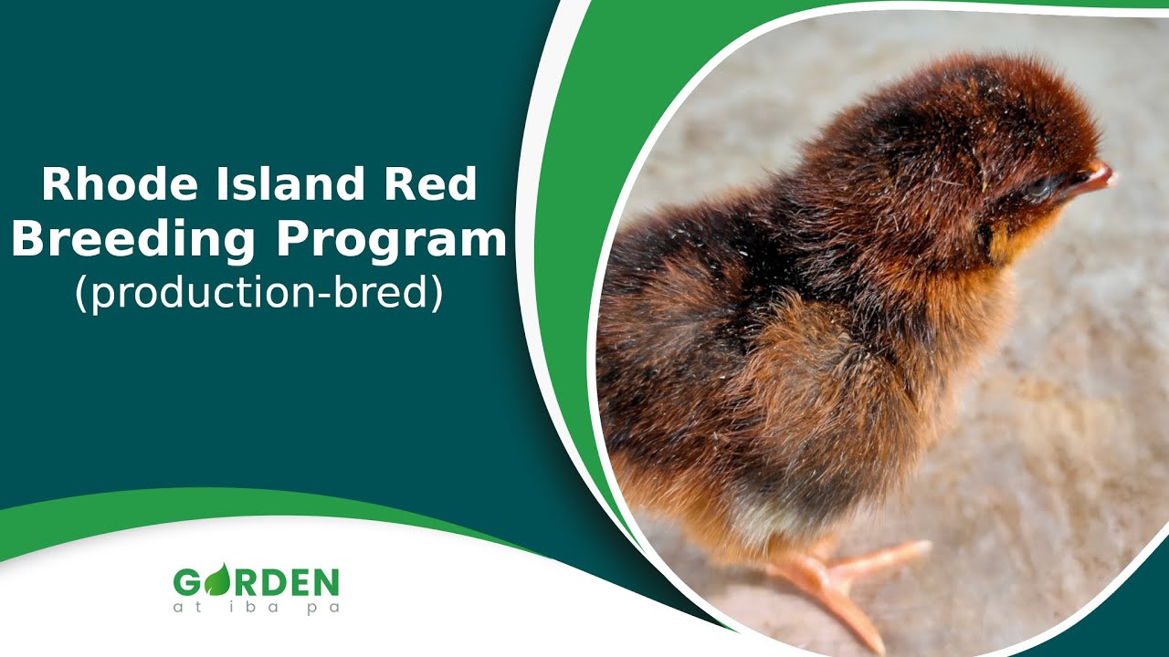 Rhode Island Red Breeding Program - YouTube