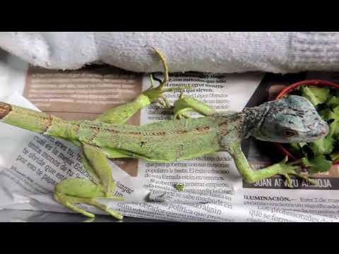 Como curar a una Iguana Maltratada ! - YouTube