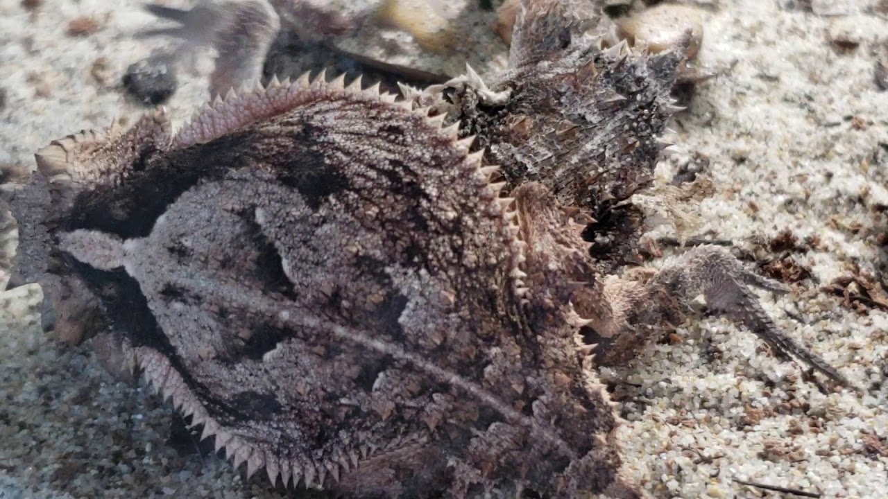 Mexican bull horned lizards ( Phrynosoma taurus) - YouTube