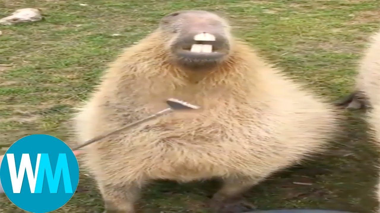 top 5 capybara - YouTube