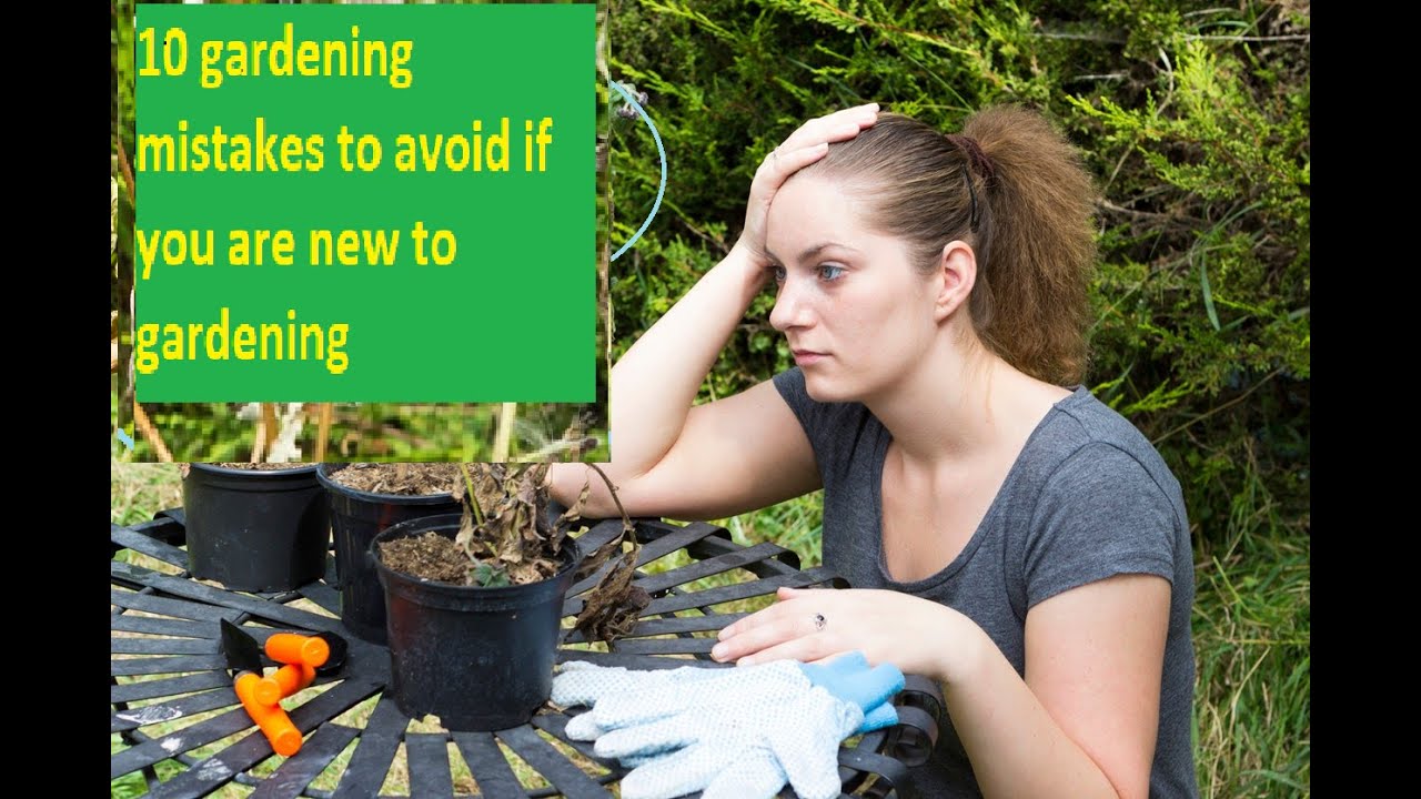 10 Mistakes to Avoid When Growing Your Own Plants at Home for beginners ...