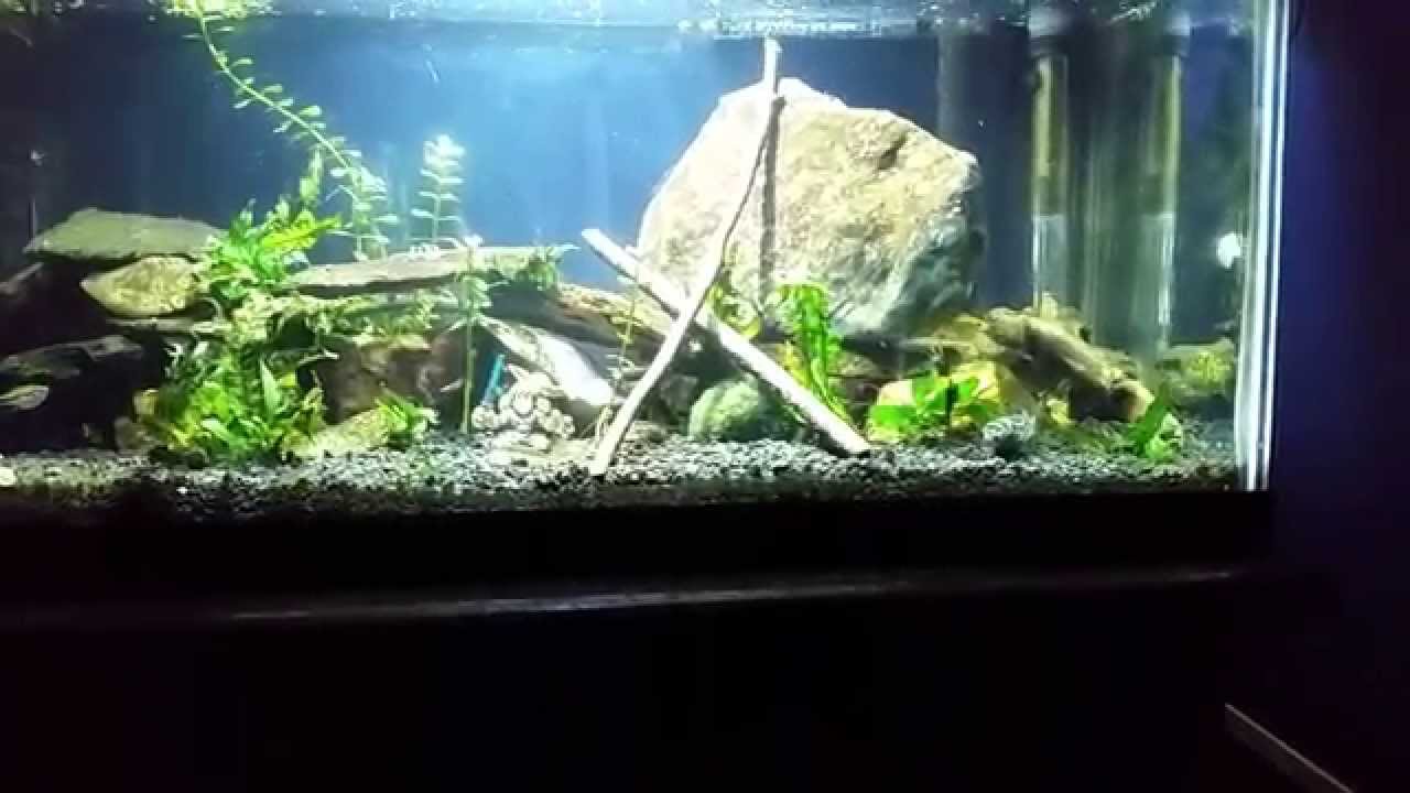 Figure 8 Puffer in my open-top brackish tank. - YouTube