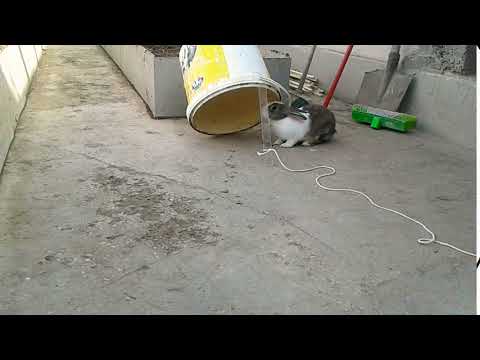 TAVŞAN TUZAĞI ( Basit tuzak )