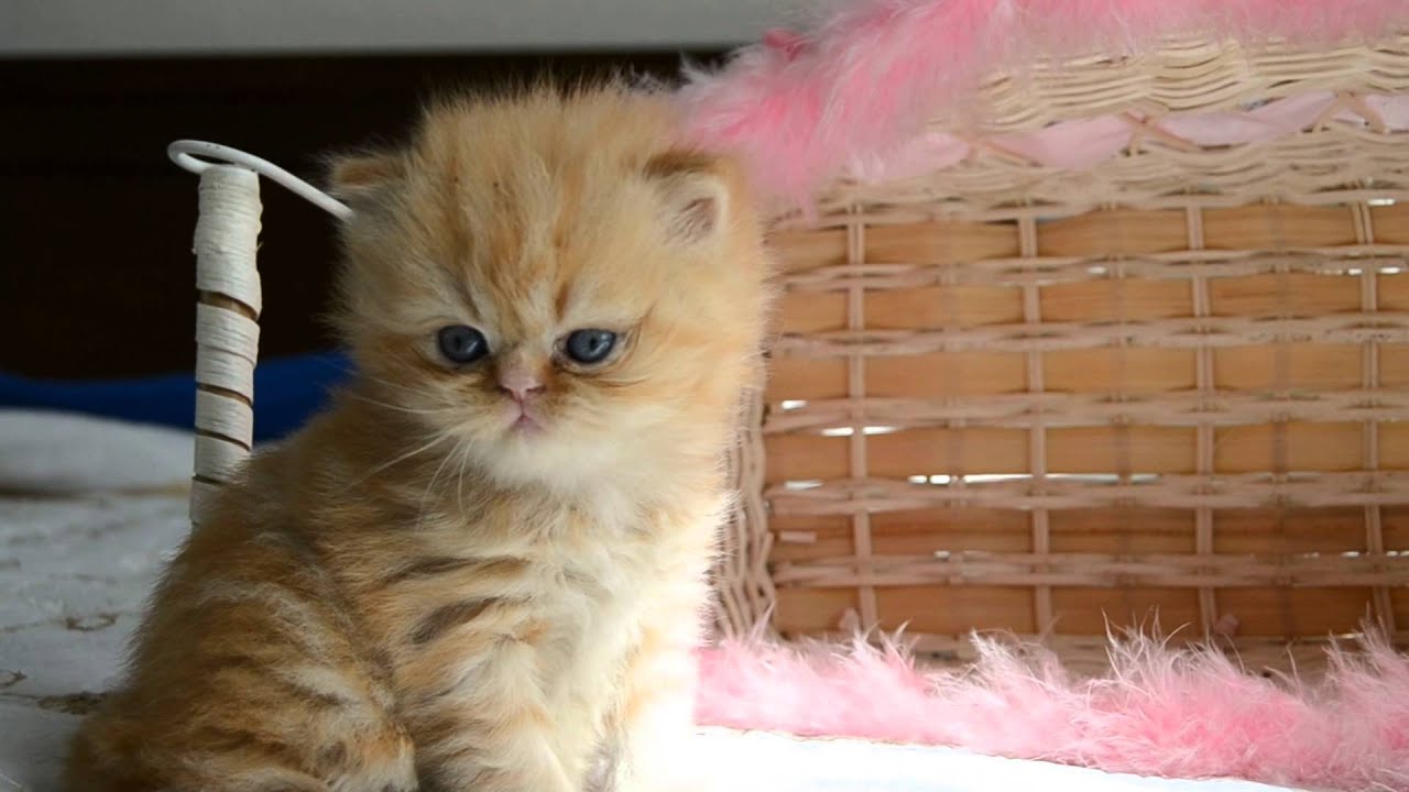 ottoman sultan cats exotic shorthair,türkiye - YouTube