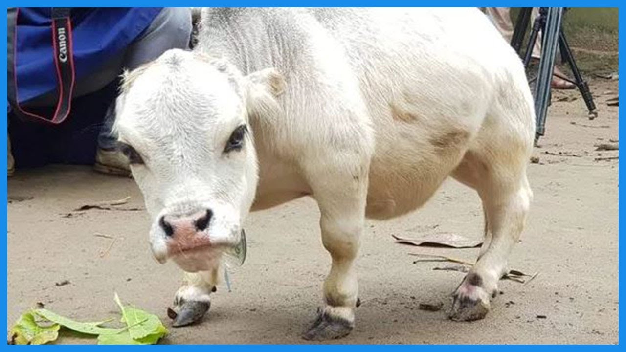 NG'OMBE MFUPI ZAIDI DUNIANI ALIYEINGIA KWENYE REKODI YA DUNIA, WATU ...