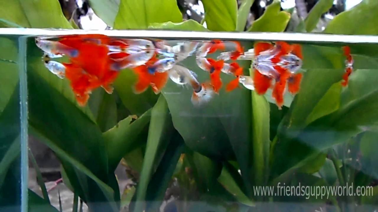 Chilli red guppies - YouTube