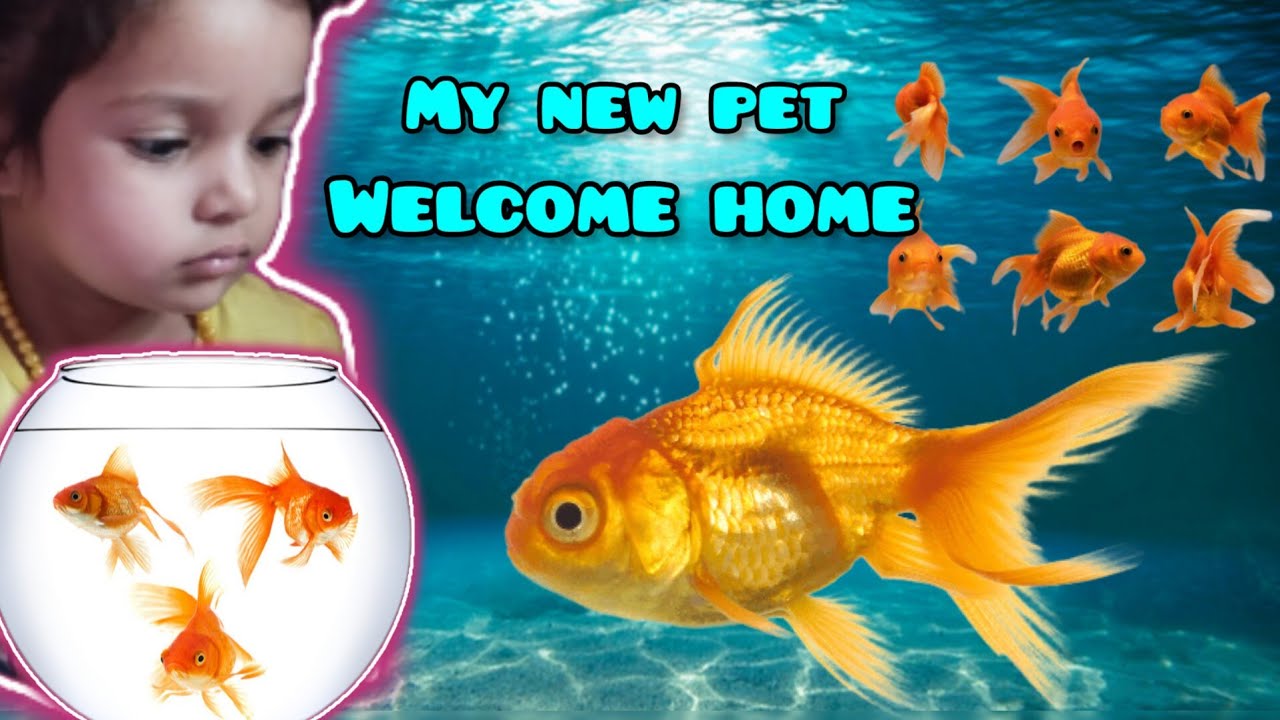my new gold fish | mujhe milega naya pet #machhali #aquarium # ...