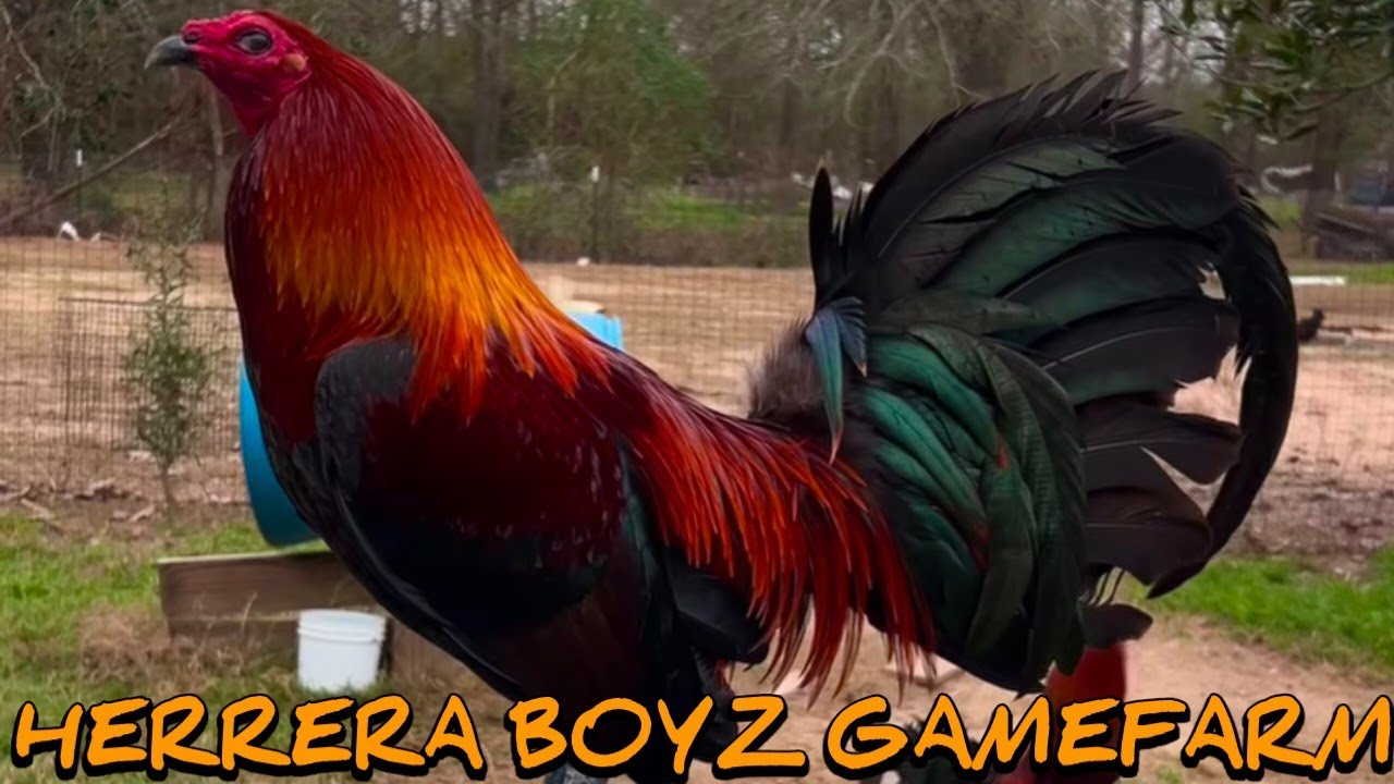 Hatch Mcrae Kelso - HERRERA BOYZ FARM - YouTube