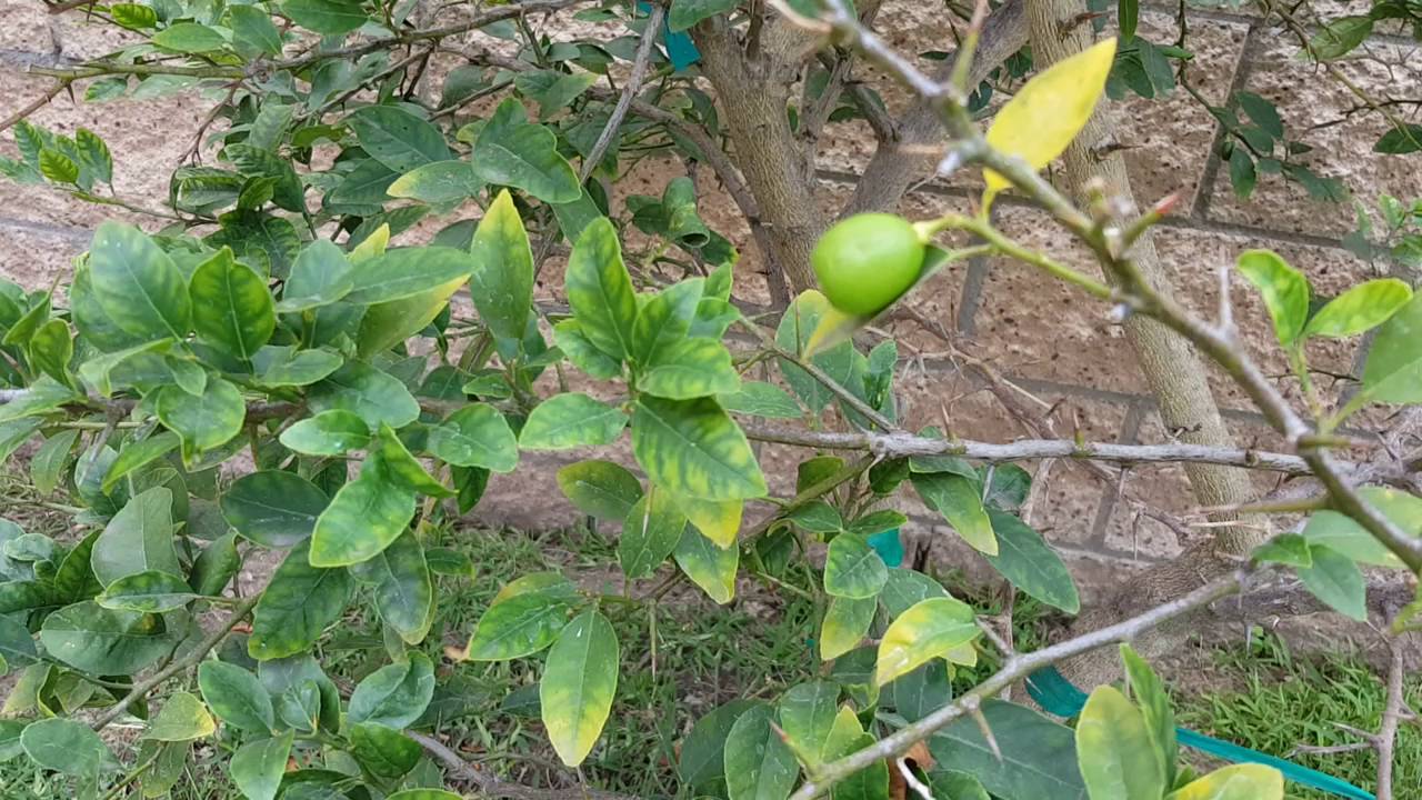 Mexican Lime Tree - YouTube