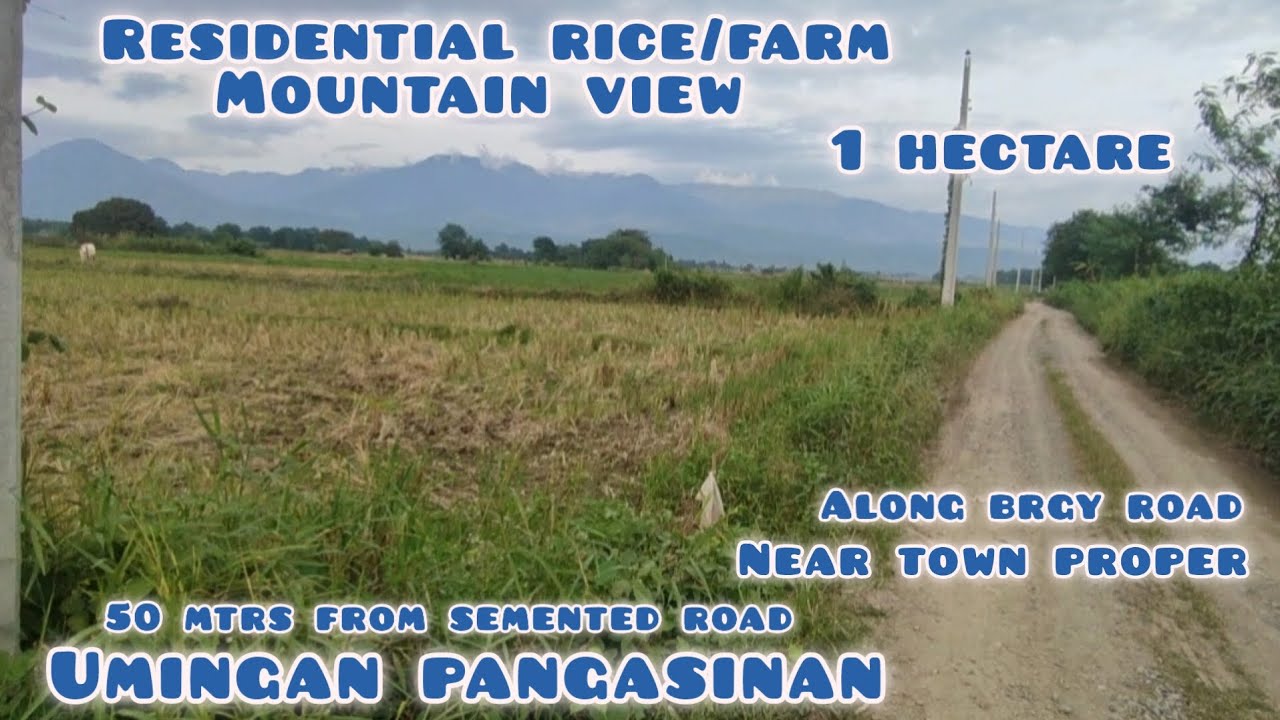 lot449 Residential rice/farm w/ beautiful view, flood free 1 hec. 160 ...