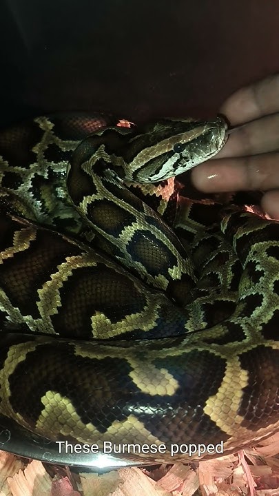 BURMESE Python handling and Care. #reptiles #healthy #burmesepython ...