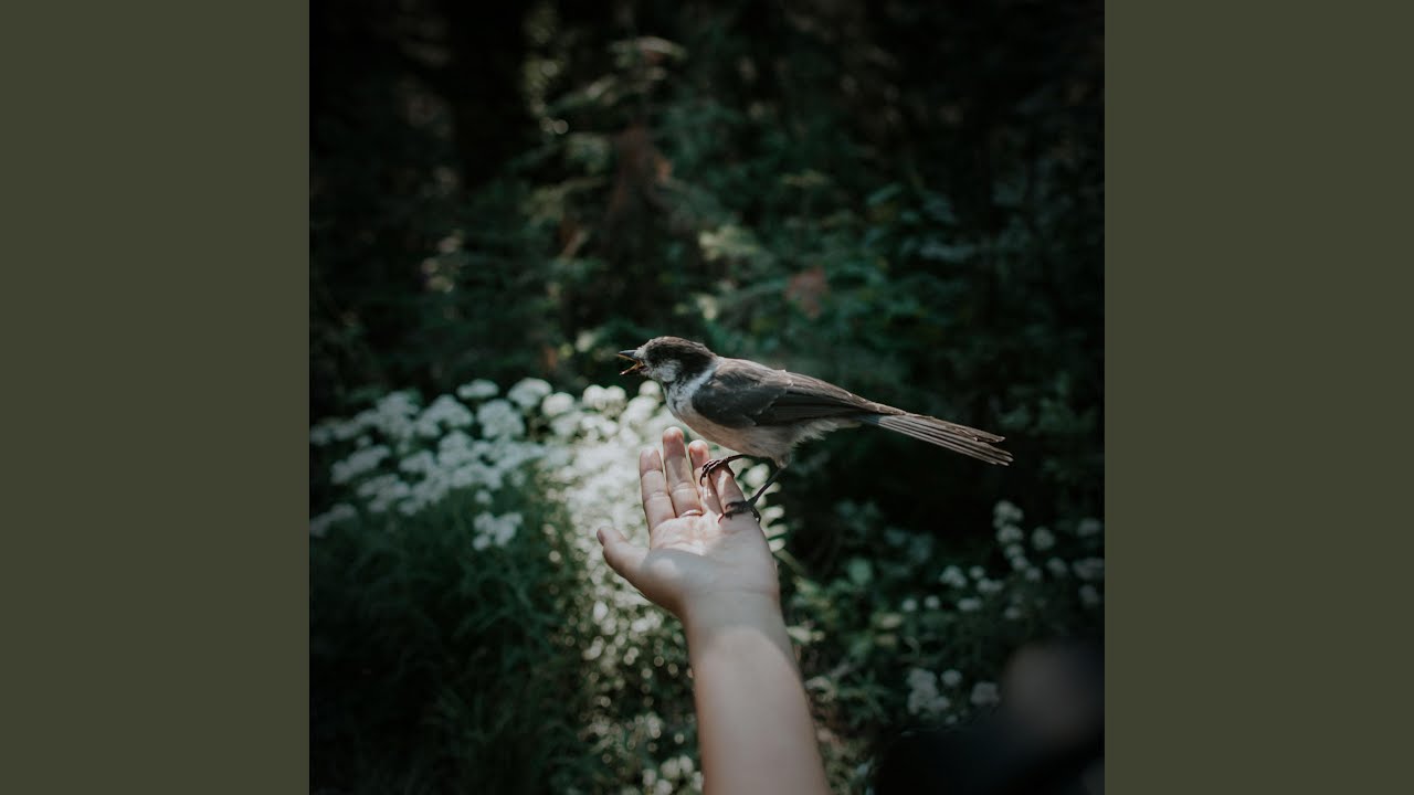 Calming Sound of Robin Birds for Anxiety Relief and Relaxation ...