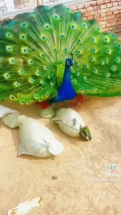 Peacock Mating Youtube