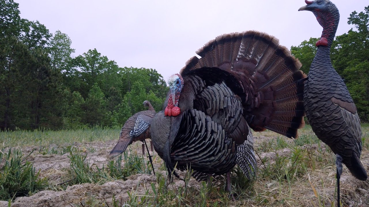 Snood Platoon Virginia Turkey Hunt - Mr. Jelly Head! - YouTube