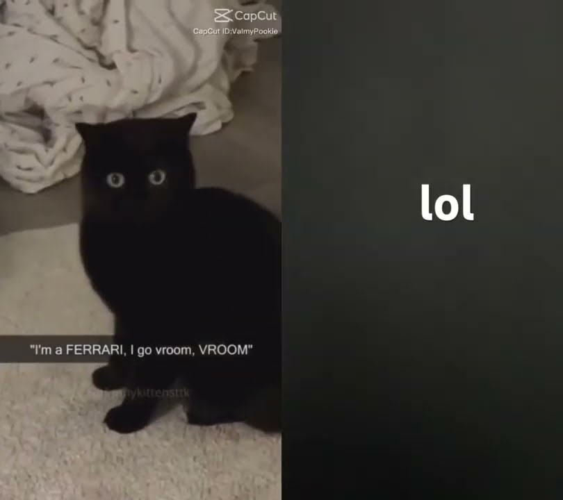 Why are cats so funny lol - YouTube