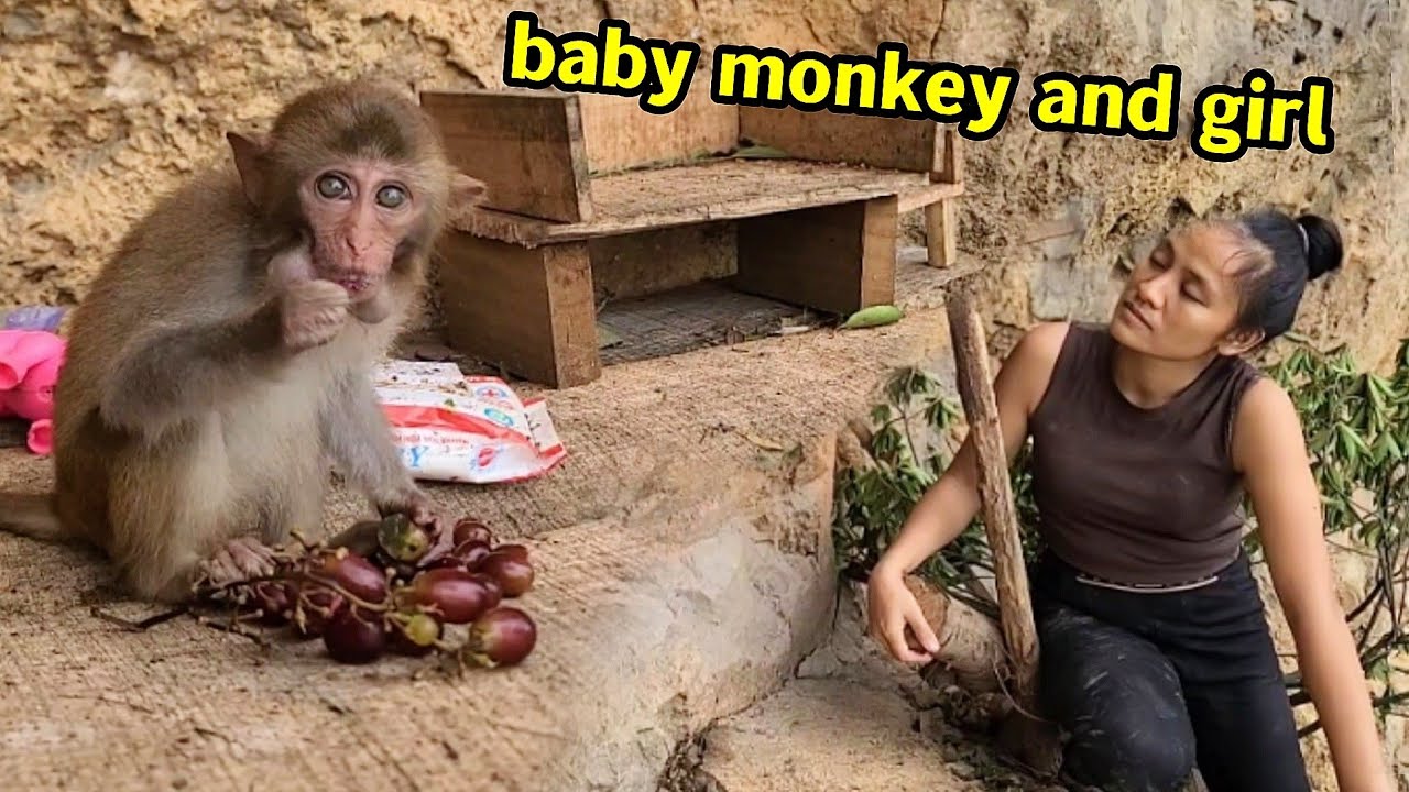 Poor little monkey on the mountain, another day the girl couldn't find him, he was a wild monkey ...