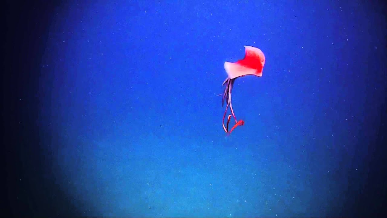 Amazing Squid Changes Color | Nautilus Live - YouTube